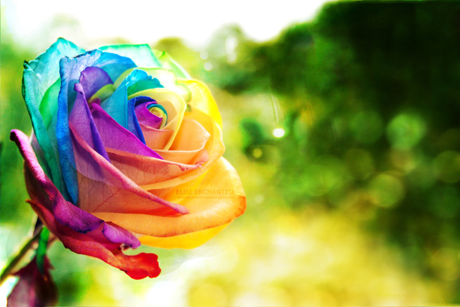 Most Beautiful Rainbow Roses... ~ Big Collection Spot