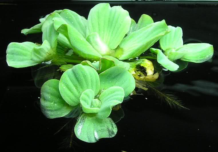 Riparium Perú | Paisajismo Acuático - Aquascaping: Las plantas ...