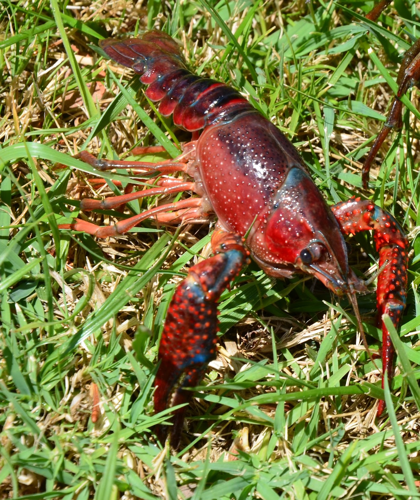 Centro de Estudios Borjanos: Sobre cangrejos