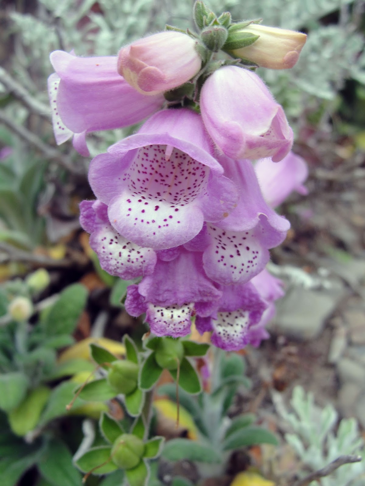 imatges de menorca: PLANTES DE MENORCA: DIDALERA O HERBA DE SANTA MARIA ...