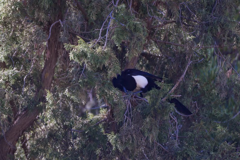Birds of Saudi Arabia: Sallal al-Dahna near Tanoumah Southwest Saudi ...