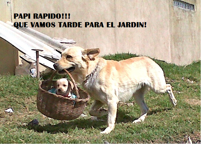 IMÁGENES Y FOTOS DEL PERRO DE LUCHO: PAPI RAPIDO QUE VAMOS TARDE PARA ...