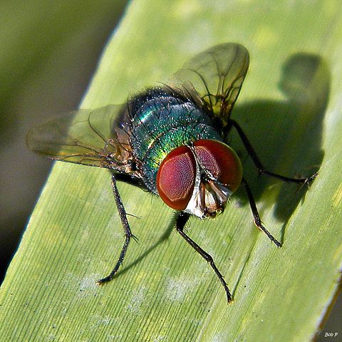 Ledkalnis: rugpjūčio 2015