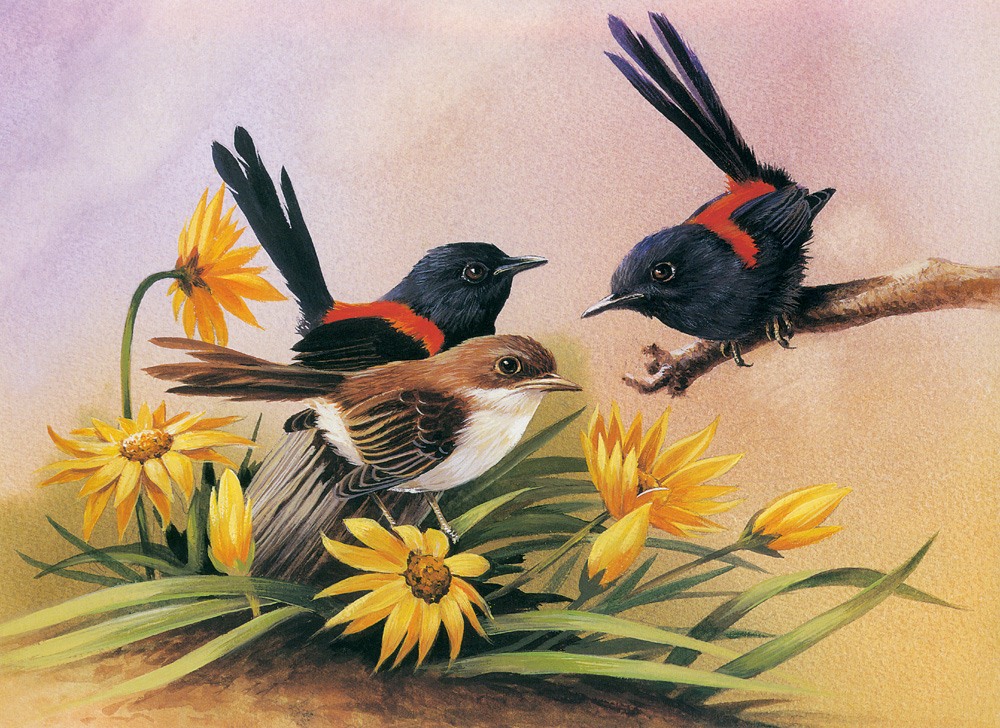 Коллекция картинок: Eric Shepherd и его птички