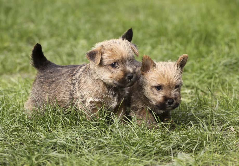 dog side stories: Norwich Terrier (Νόργουιτς Τέρριερ)