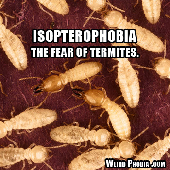 Collections: Phobias