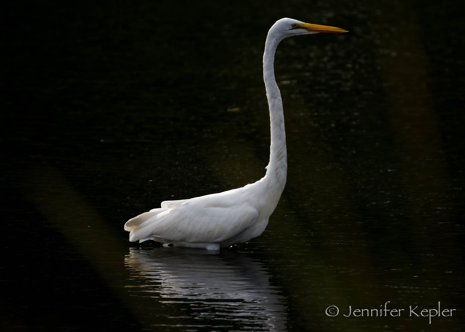 Snapshots of Nature: Badass Birds