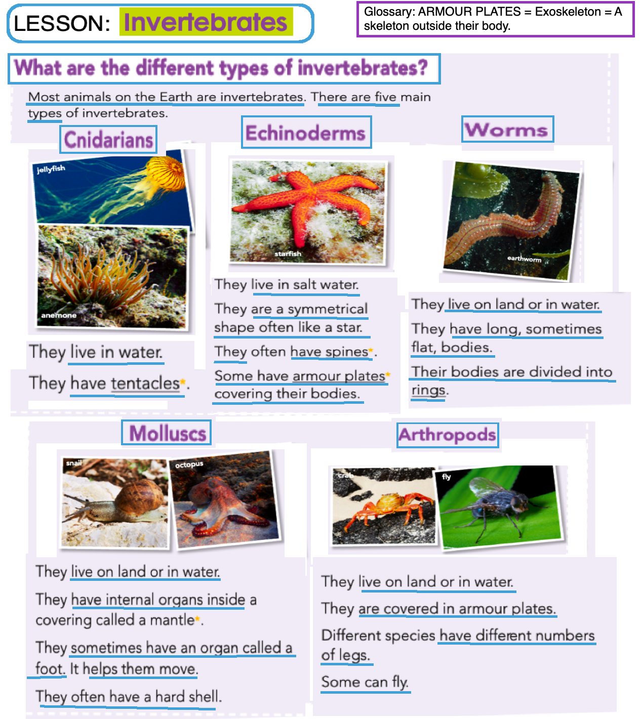 Blog de 3º de Primaria: Natural Science - UNIT - ANIMALS - LESSON ...