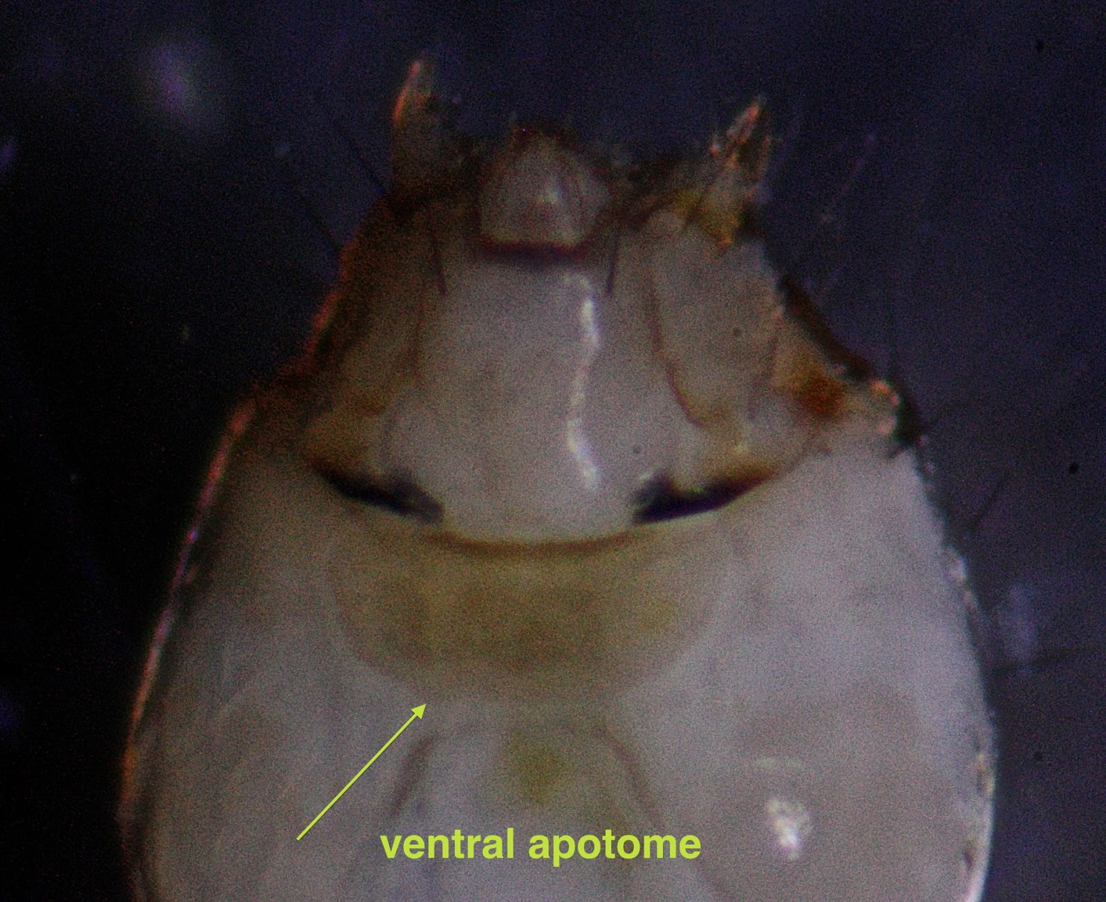 Aquatic Insects of Central Virginia: Correction: That "long-horned case ...