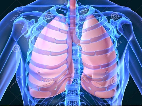 Cómo Mantener Sus Pulmones Fuerte y Saludable ~ Salud Autentica