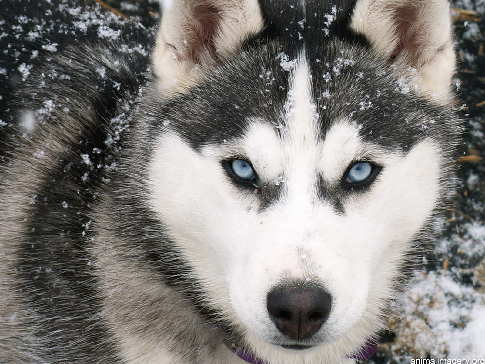 Imagini cu lupi | StolenIMG