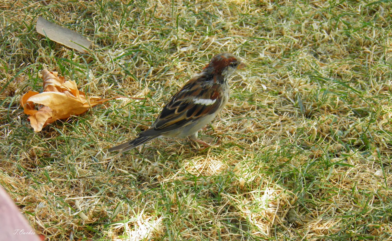 PASARI DIN ROMANIA: VRABIA DE CASA, Passer domesticus