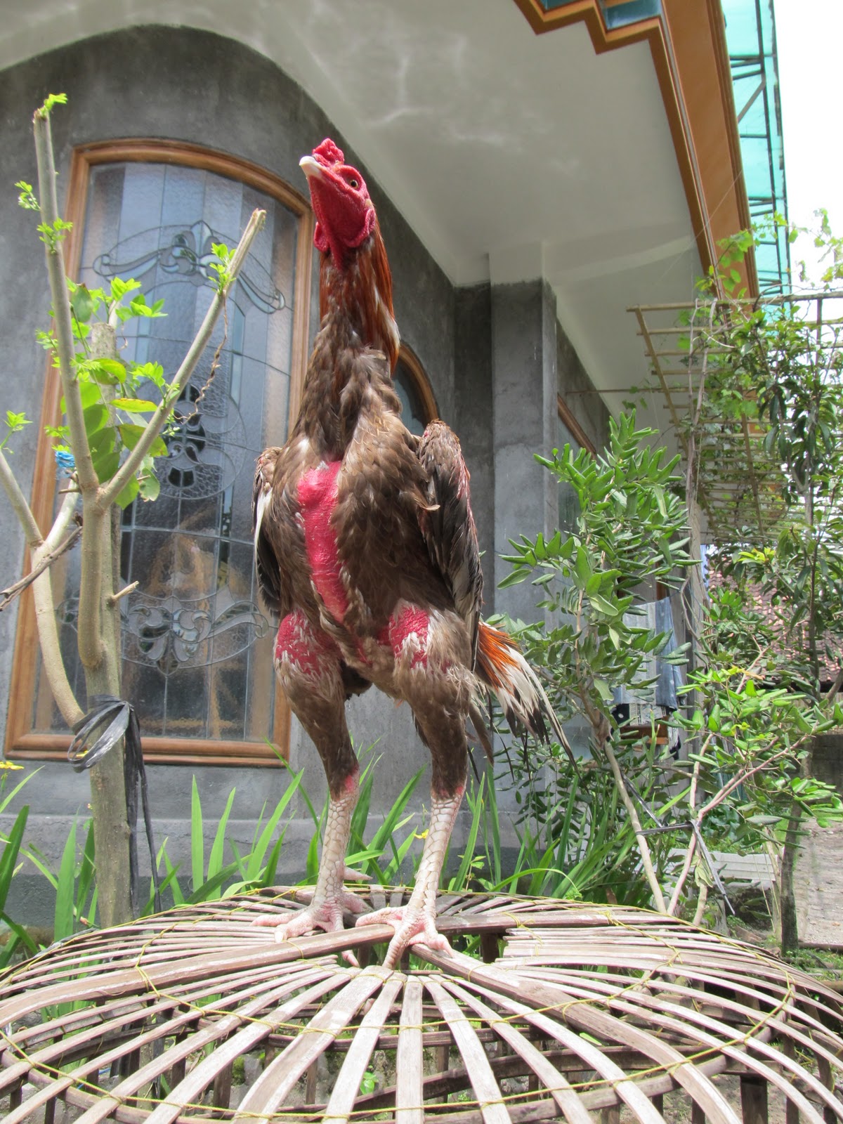 PETERNAKAN AYAM BANGKOK IMPORT: PETERNAKAN AYAM BANGKOK GALUR MURNI IMPORT