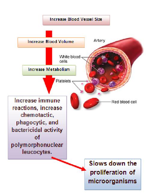 N204-Group5: Diagram of Fever's role in Infection and Inflammation