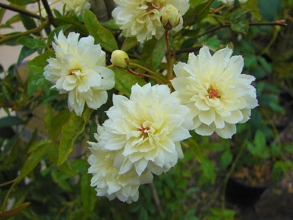 Flowerpedia: Rosa Banksiae