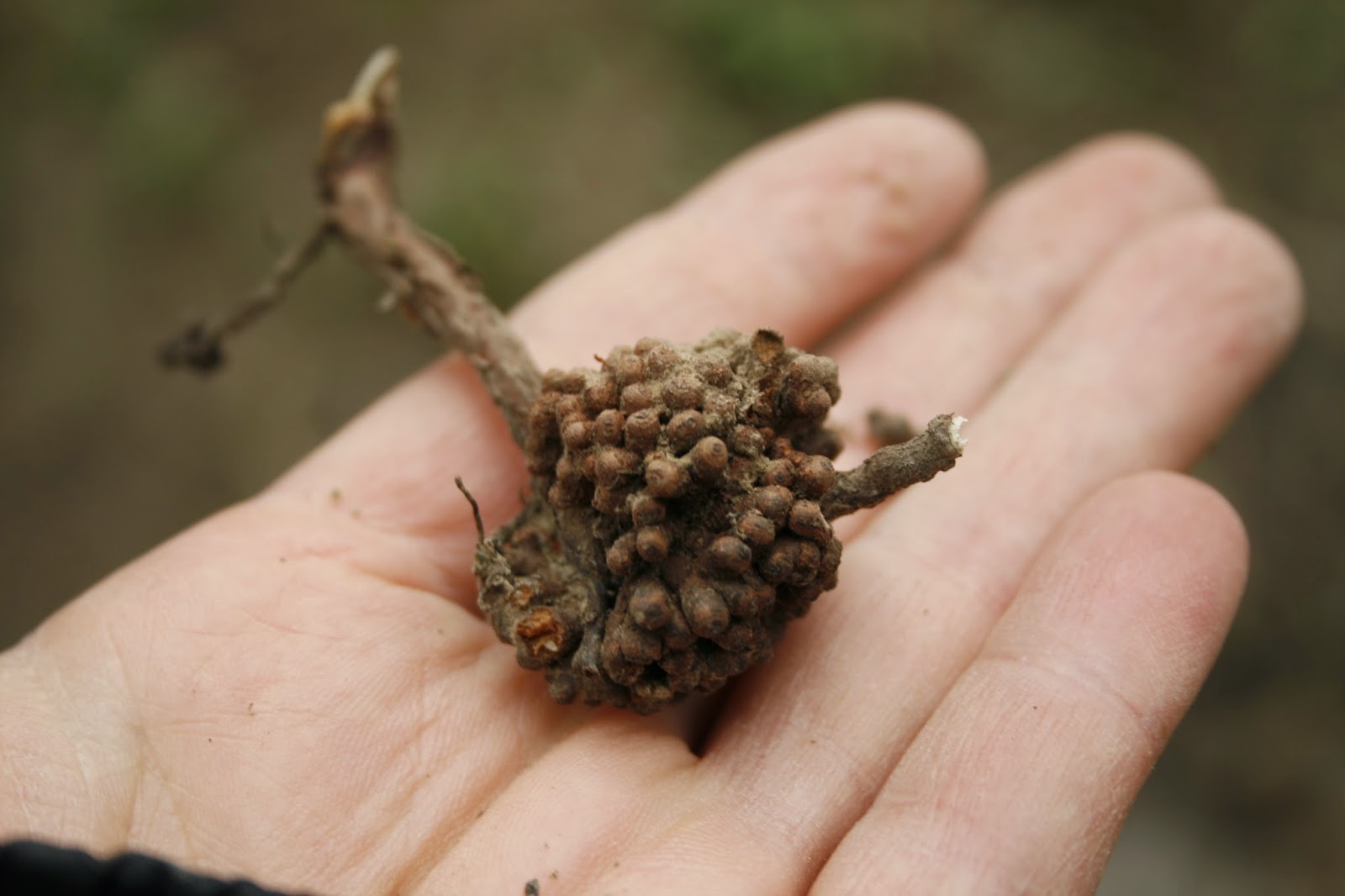 NFP Nitrogen Fixing Plants: les rôles des bactéries Frankia et ...