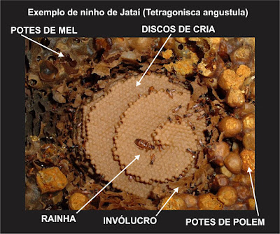 Bee News - Guia para Iniciantes: Jataí (Tetragonisca angustula)