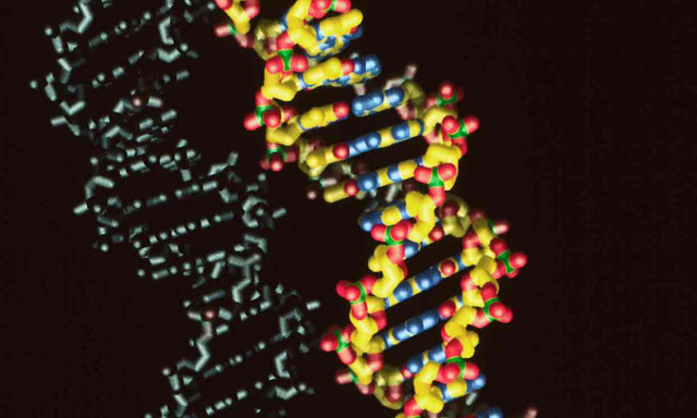 Δημιουργήθηκε οργανισμός με συνθετικό DNA, ανοίγει ο δρόμος για τελείως ...
