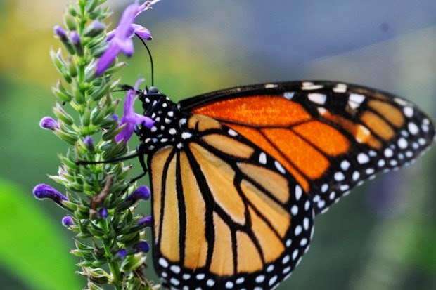 Minuni, mistere, secretele Terrei : E fluturele monarh pe cale de ...