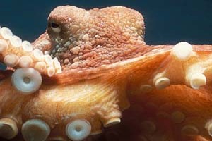 Monterey bay aquarium octopus ~ Christine O'Donnell