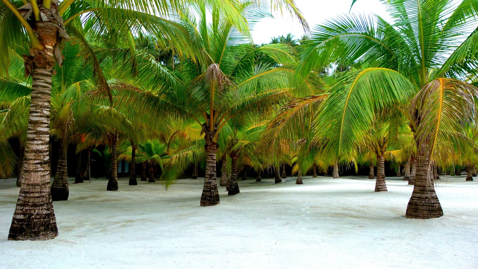 PORTA VEGA BEACH RESORT - Lakwatserong Tsinelas