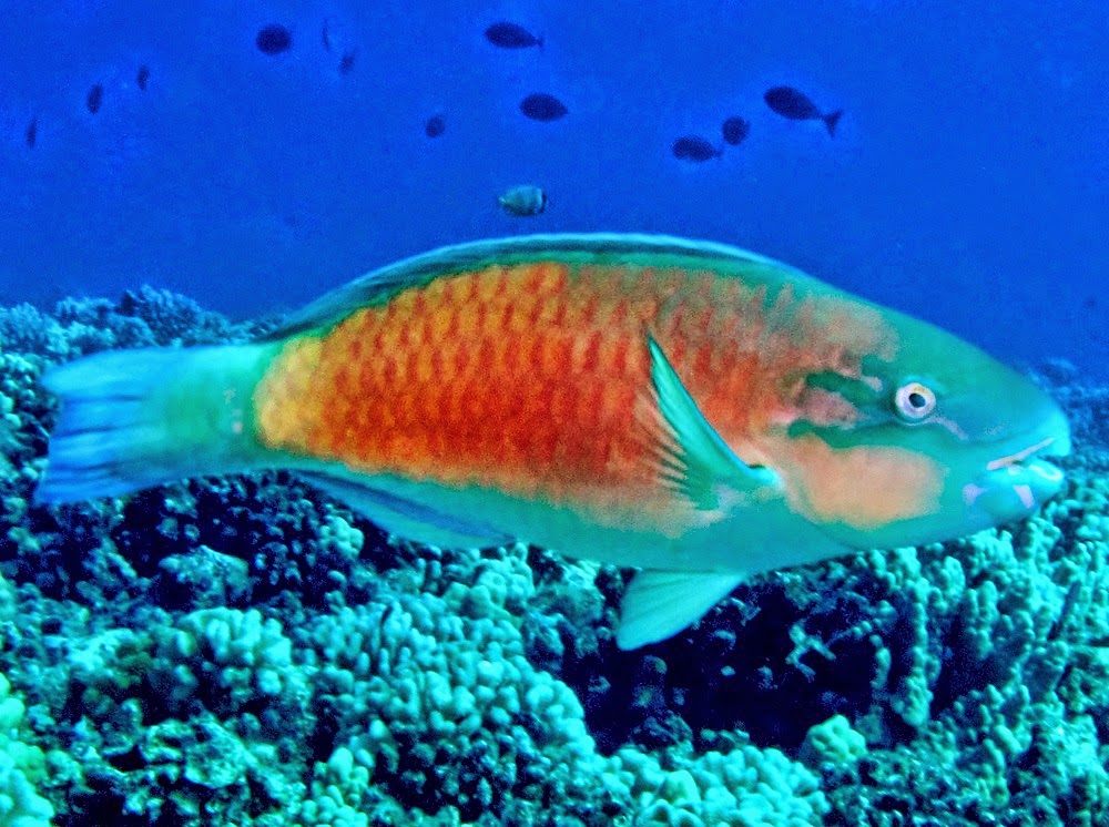 PARROTFISH photos - wallpapers (ανανεωμένο) | the fun bank