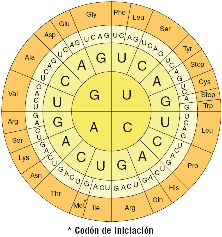 Ciencias de la Naturaleza: La expresión de la información genética