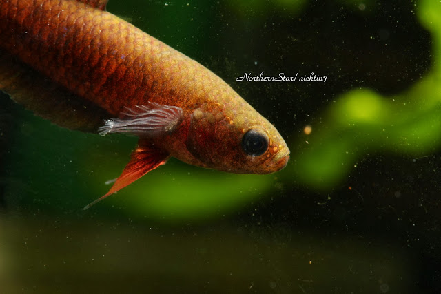 北辰的水族與旅遊紀錄: 迷你歐匹納Betta miniopinna或帕斯風Betta persephone？公魚還是母魚？