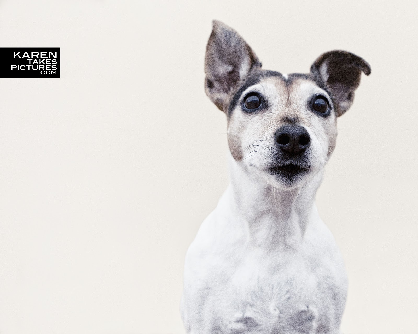 Karen takes pictures: Doggy Style.