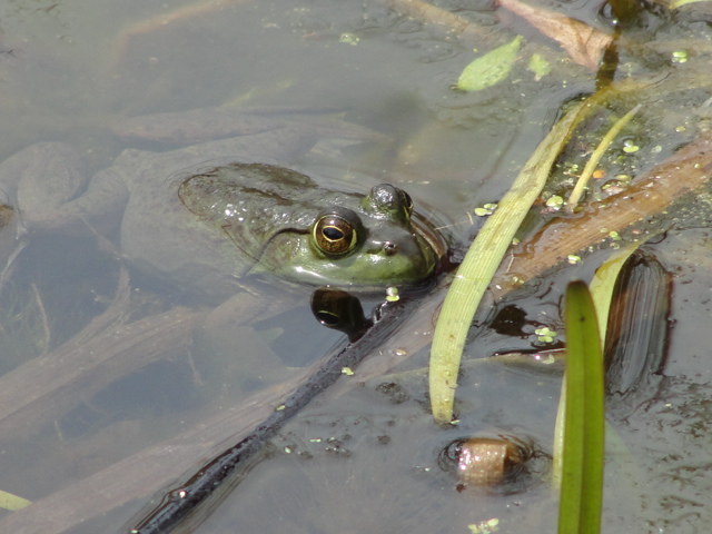Cape Cod Art and Nature: Of Frogs in bogs
