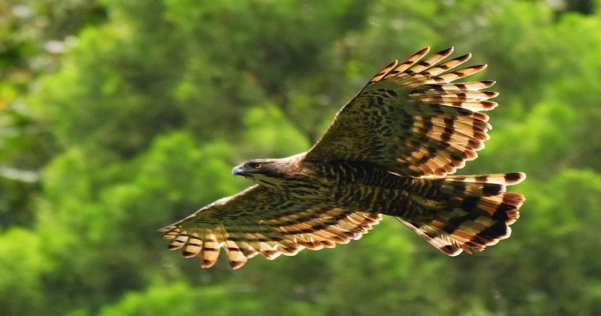 Endangered Species Elang Jawa