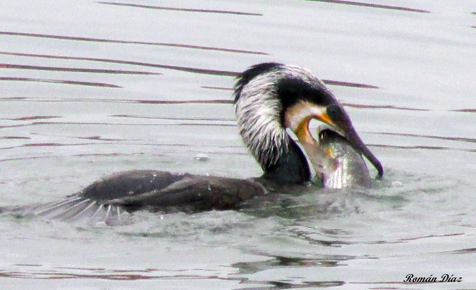 Fotoafición Román: Plaiaundi - Cormoranes
