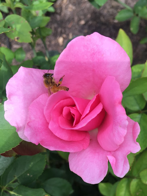 The Minnesota Rose Gardener