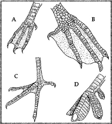 LAS AVES : septiembre 2017