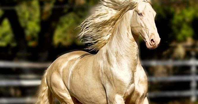 Lo Desconocido: El caballo 'dorado' Akhal-Teke ¿el más bonito del mundo?