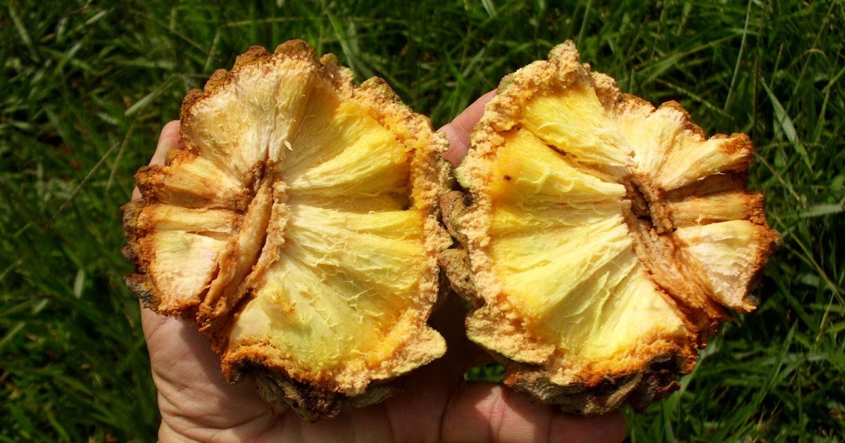 Araticum-do-cerrado,O araticum-do-cerrado (Annona crassiflora), da ...