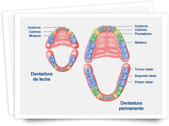 fisiologia dental