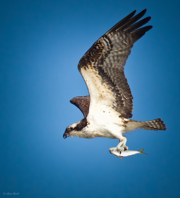 Feather Tailed Stories: Osprey, North Myrtle Beach, SC