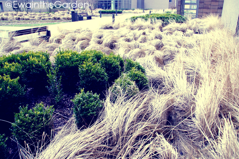 Ewa in the Garden: Landscaping with Grasses = Unusual Spring Garden
