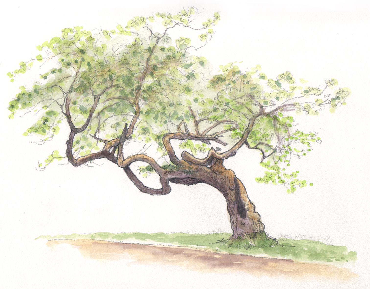 LUDstuff!: SKETCHBOOK: "Gnarly Tree"