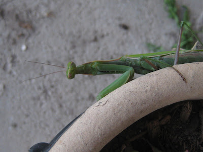 Shell's Photo Album: Smiley and the praying mantis