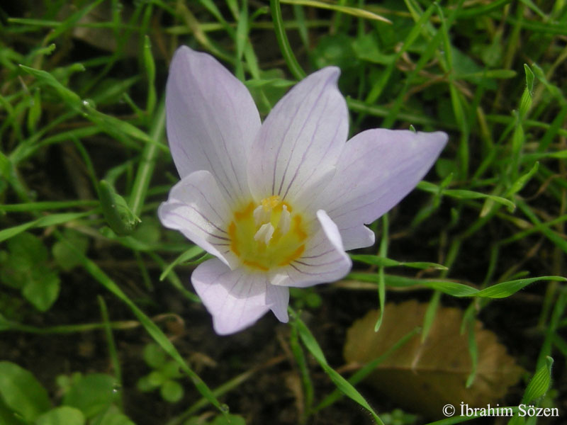 The Country Of Crocuses: Crocus kotschyanus subsp. kotschyanus