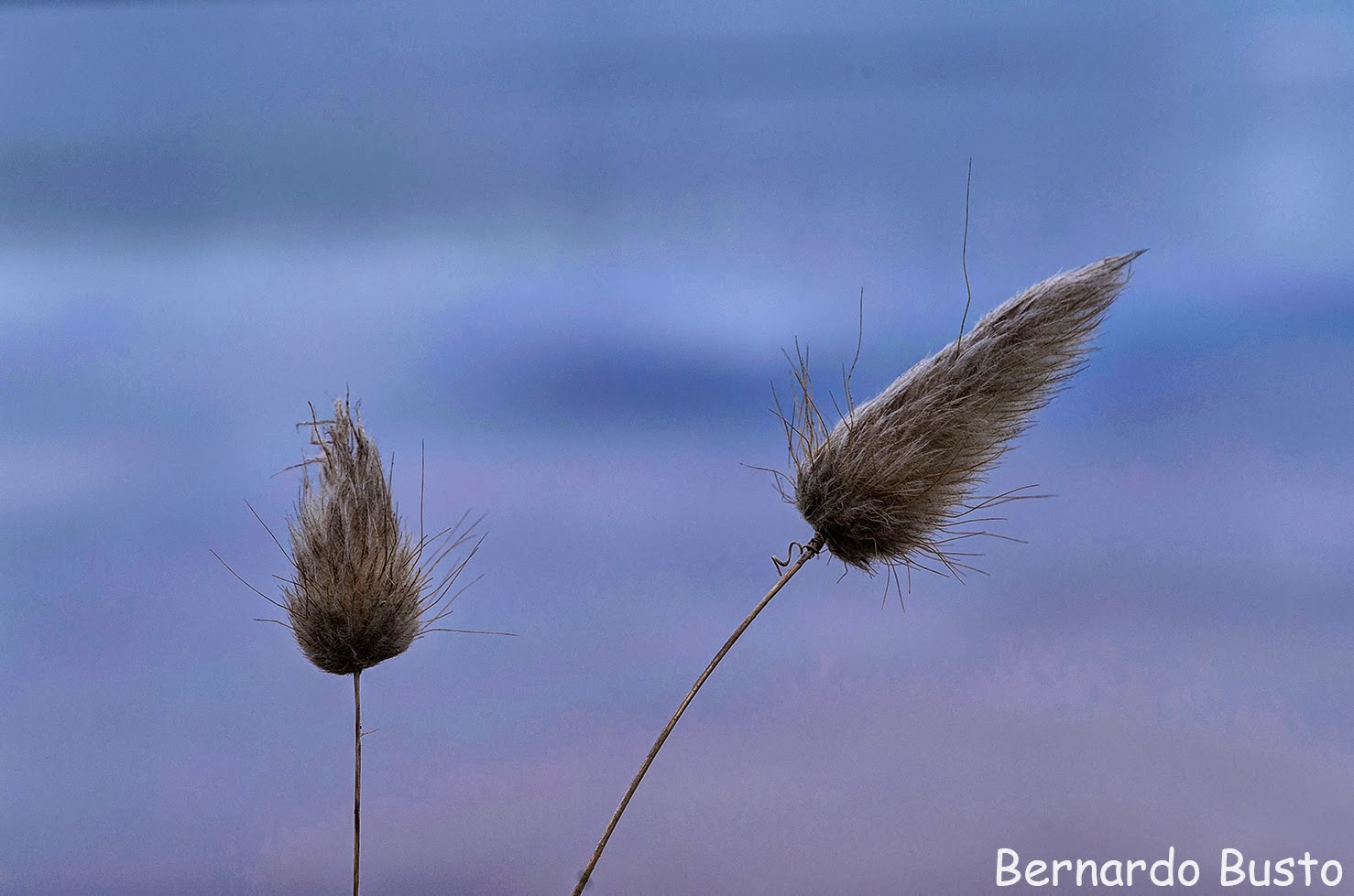RÍA DE LA VILLA: Cola de liebre