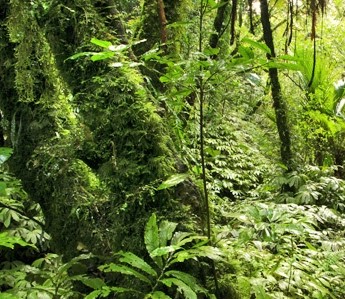Hutan : Mengenal lebih jauh Suaka Marga Satwa