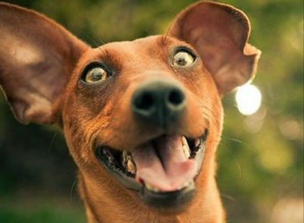 Pantun Jenaka Lucu Paling Bagus | Pantun