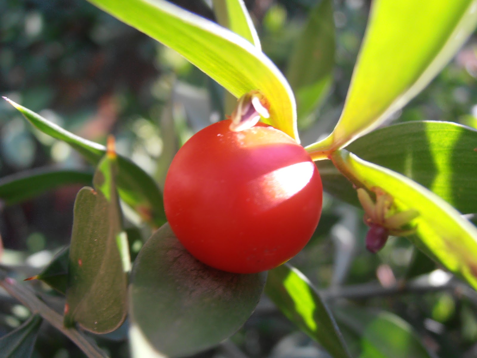 RUSCO: Ruscus aculeatus | Plantas rioMoros