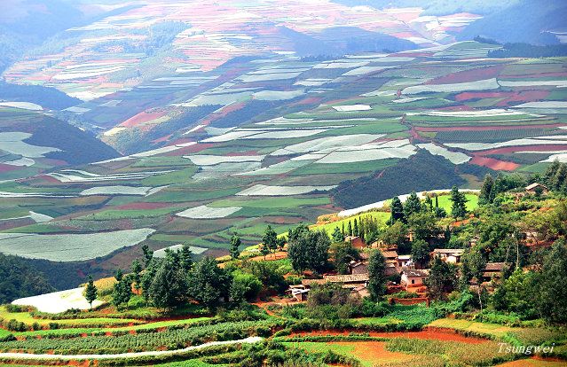 The Life: The Beautiful Fields Of China