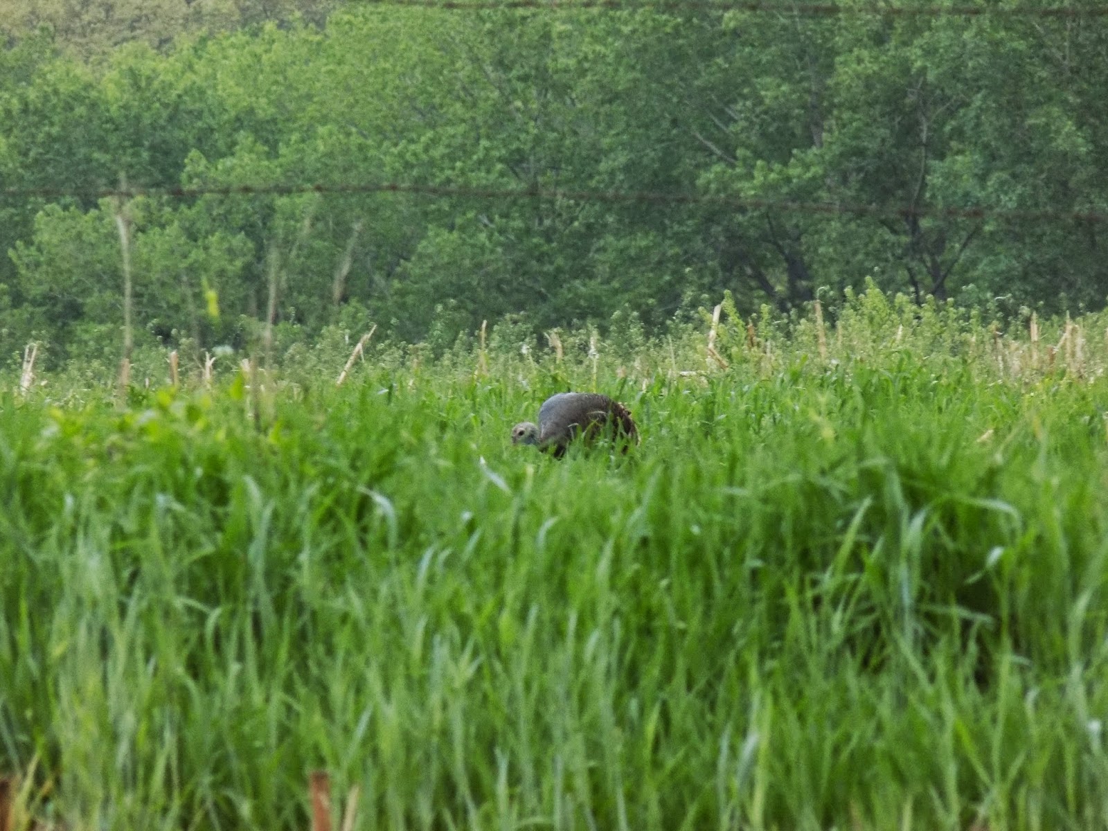 Wildlife Observation Photography Blog: 5/8/15 Observation