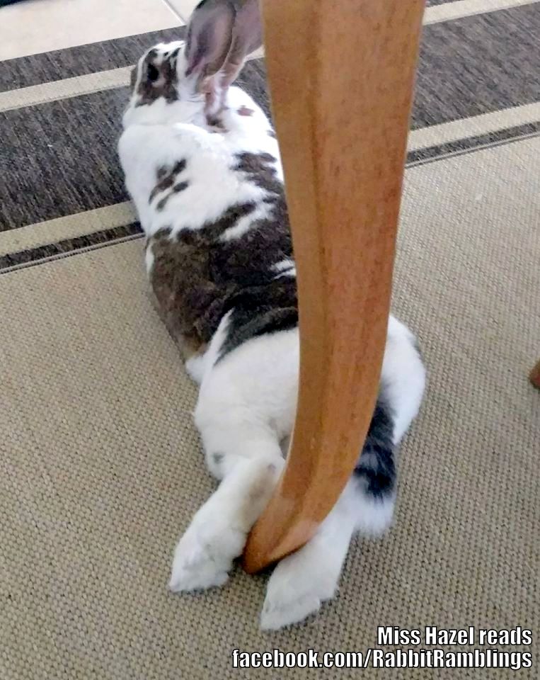 Rabbit Ramblings: Bunny Butts