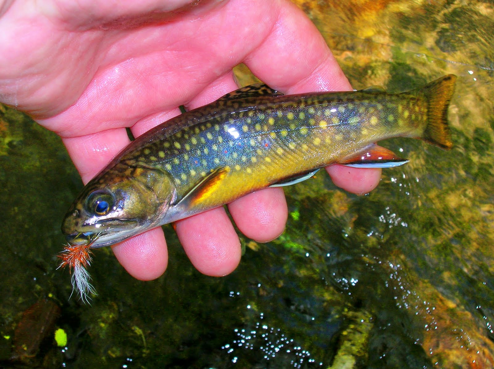 Small Stream Reflections: May 2011